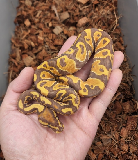 Od Yb Ultramel Ball Python by Bobs Balls