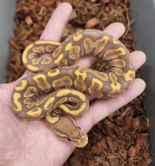 Black Pastel Yb Ultramel Ball Python by Bobs Balls