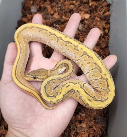 Hypo Pin Calico Ball Python by Bobs Balls