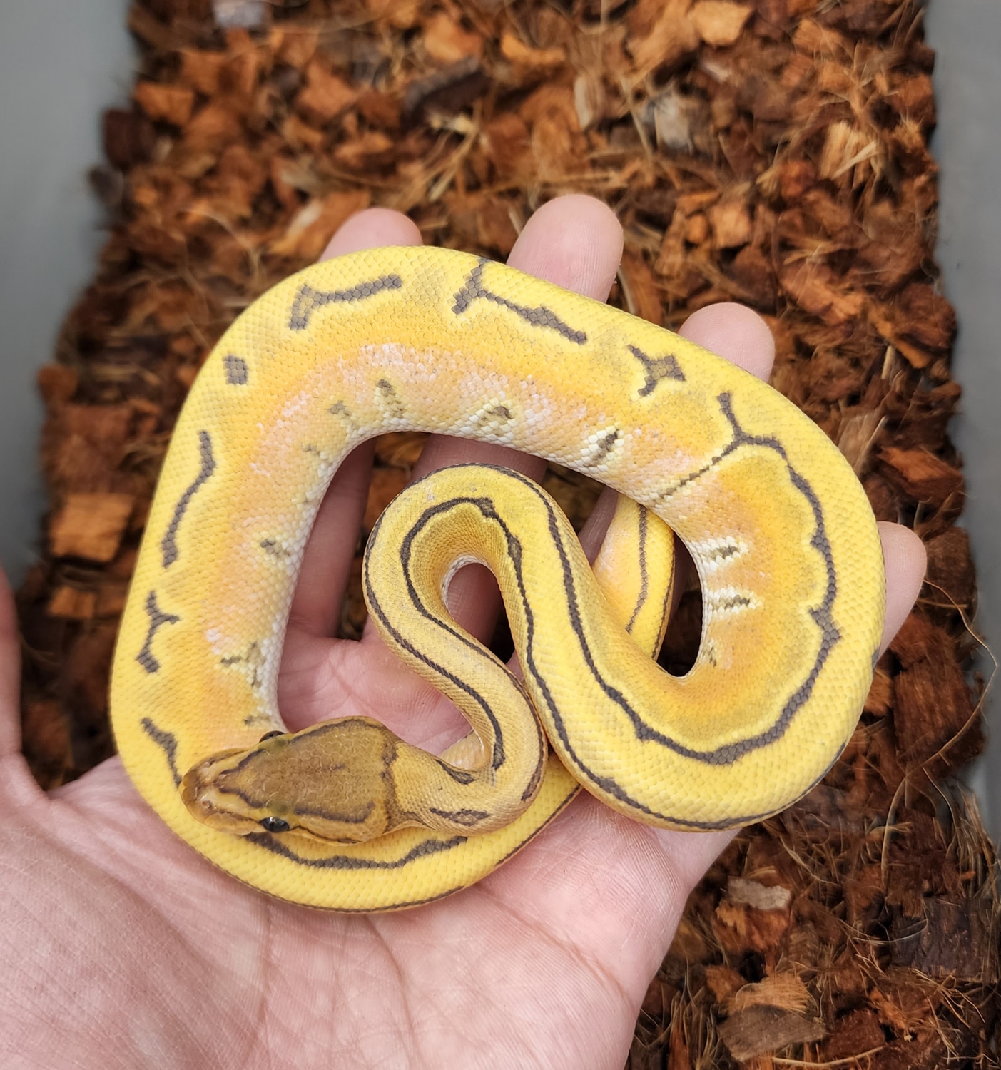 Od Enchi Pin Calico Hypo Ball Python by Bobs Balls - MorphMarket