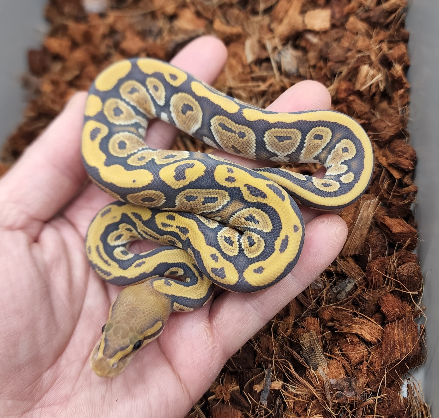 Hypo Cypress Ball Python by Bobs Balls - MorphMarket