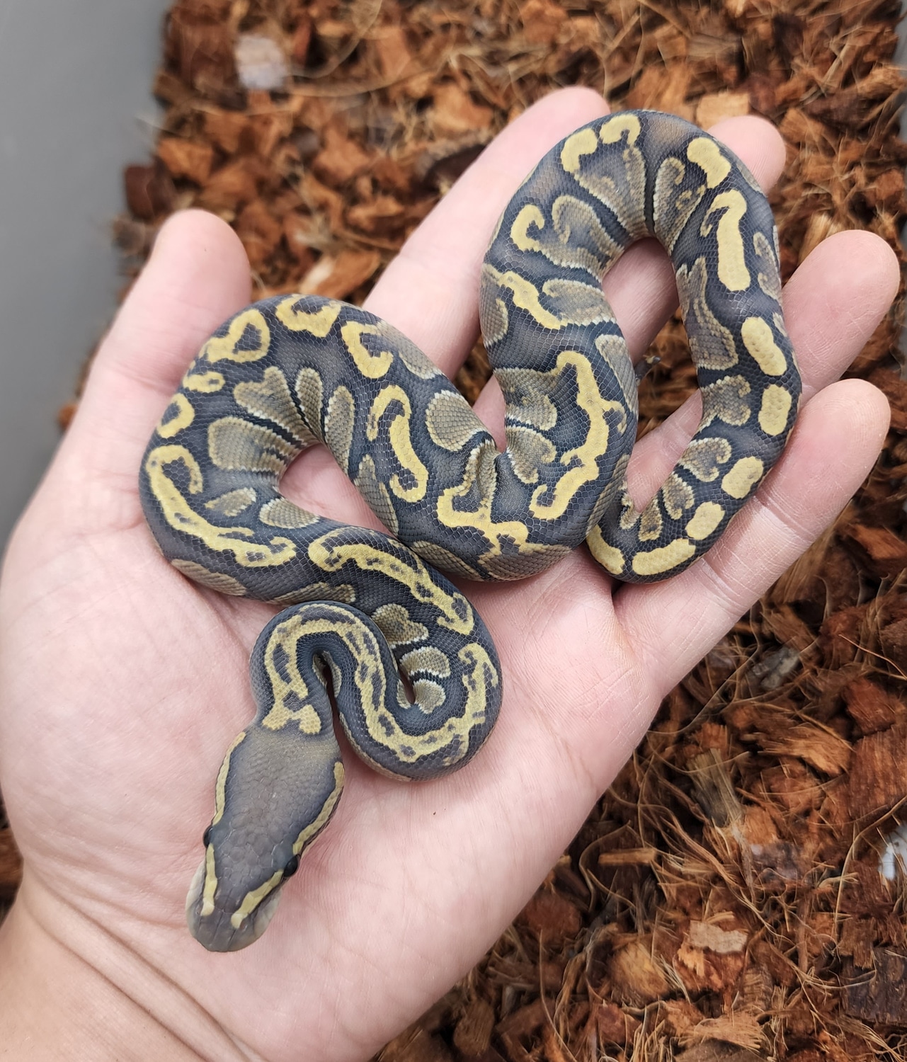 Hypo Ghi Hurricane Ball Python by Bobs Balls - MorphMarket