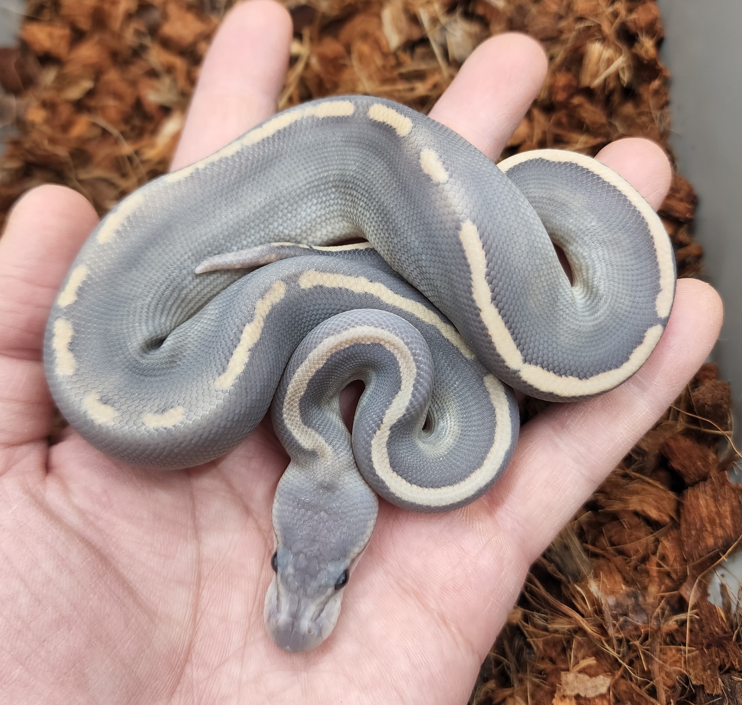 Ghi Cinny Hypo Poss Hurricane Ball Python by Bobs Balls - MorphMarket