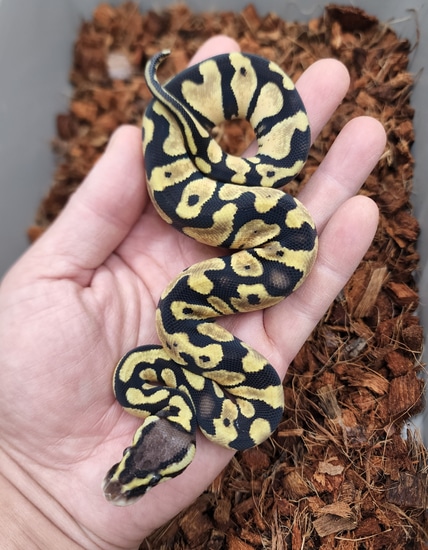 Pastel Dh Dg Vpi Axanthic Ball Python by Bobs Balls