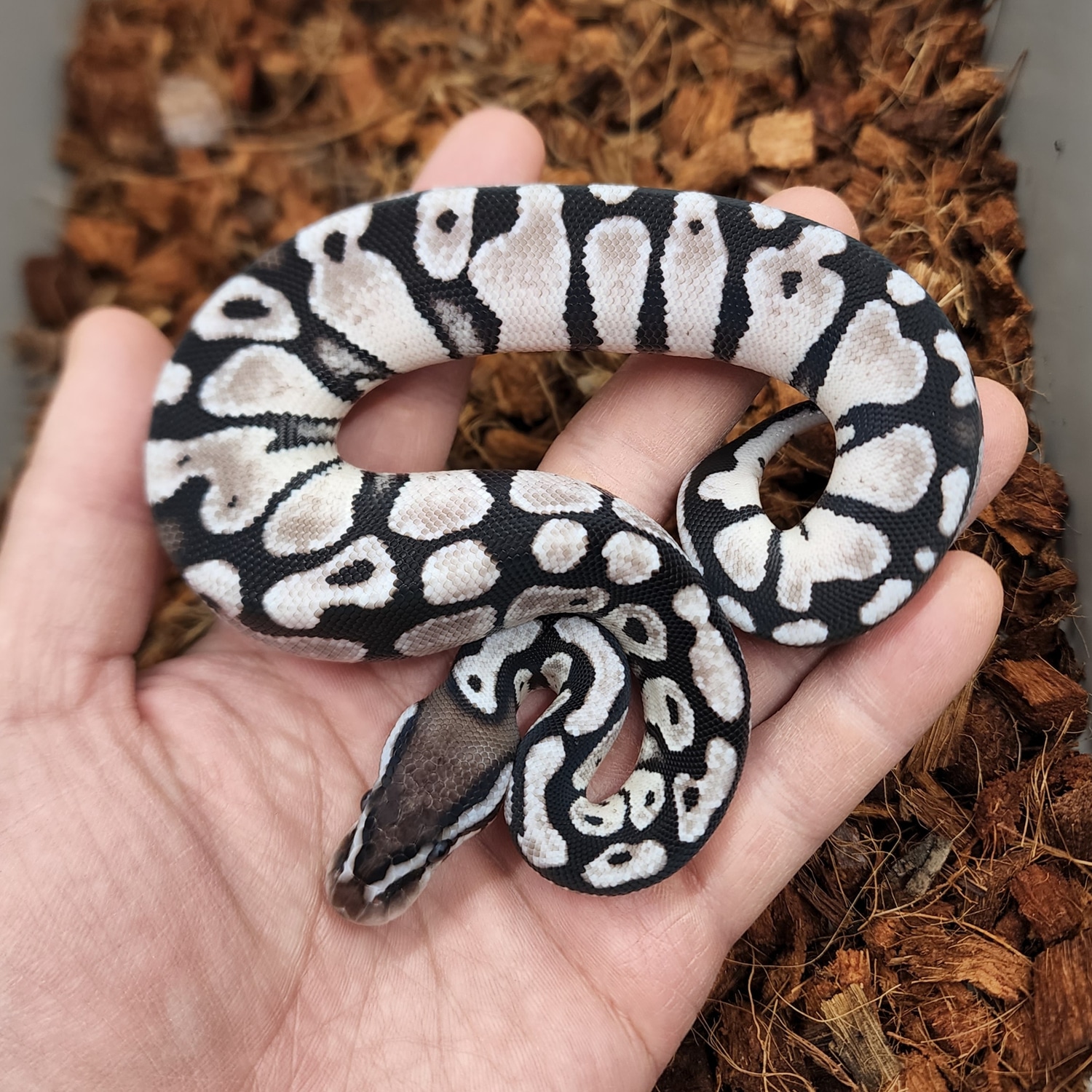Pastel Vpi Axanthic Het Dg Ball Python by Bobs Balls - MorphMarket