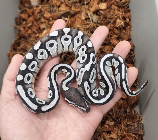 Vpi Axanthic Mojave Ball Python by Bobs Balls