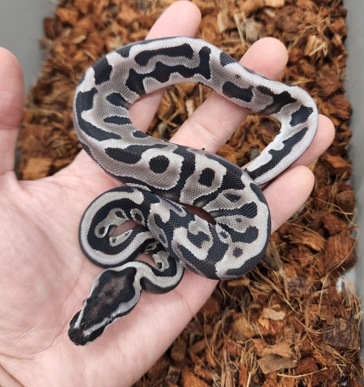 Vpi Axanthic Enchi Leopard Ball Python by Bobs Balls