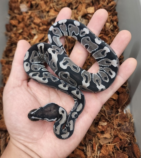 Vpi Axanthic Ball Python by Bobs Balls