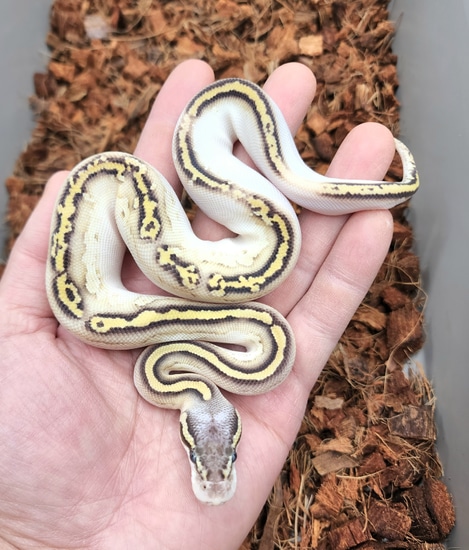 Pastel Od Lesser Bongo Calico Ball Python by Bobs Balls