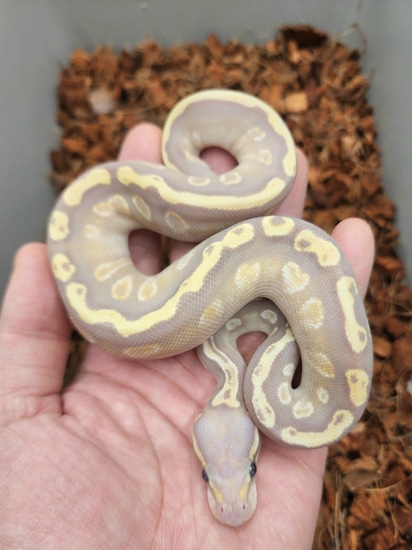 Banana Ghi Pastel Mojave Ball Python by Bobs Balls