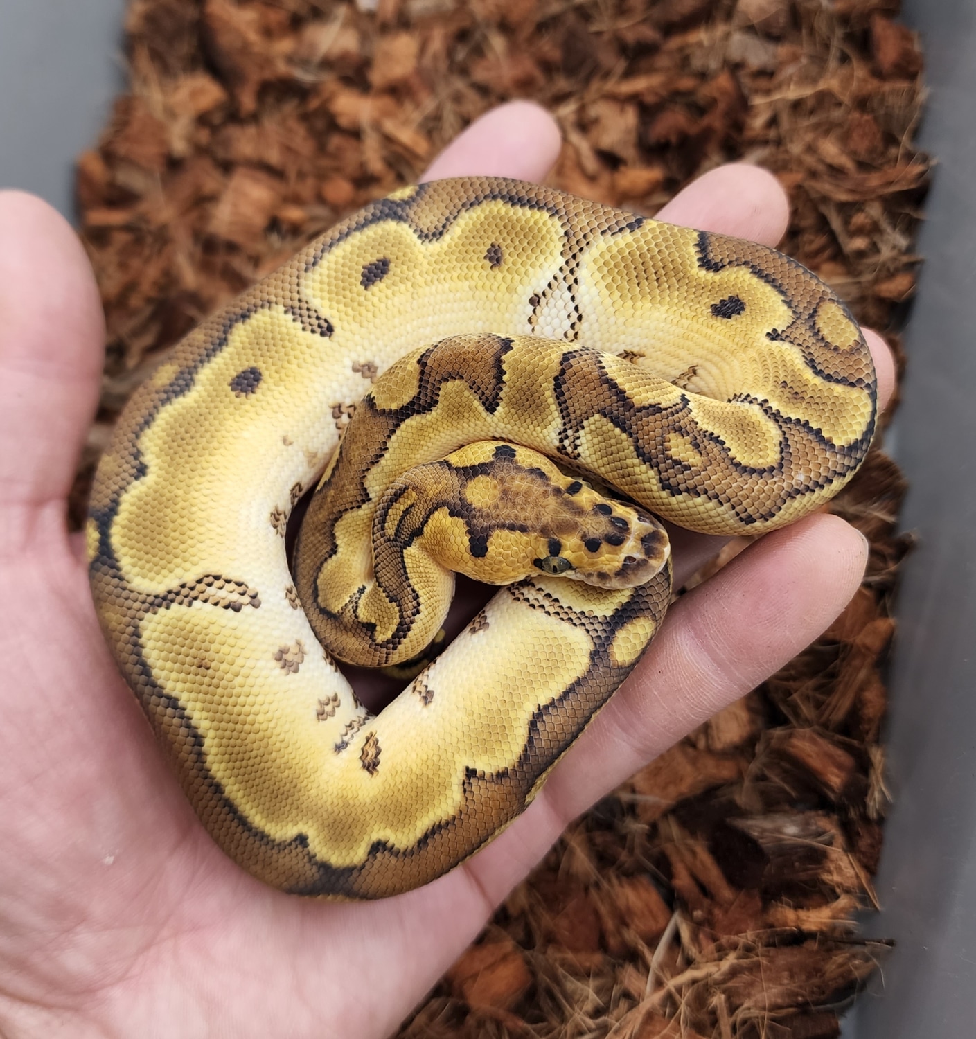Enchi Bongo Clown Ball Python by Bobs Balls - MorphMarket