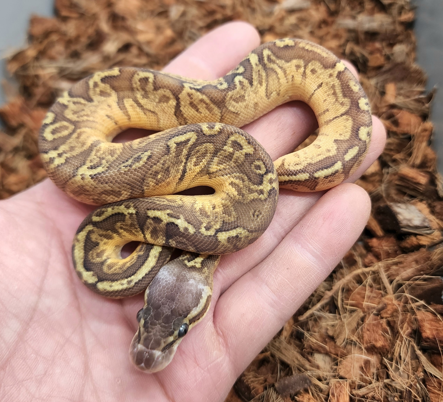 Pastel Sunset Ball Python by Bobs Balls - MorphMarket