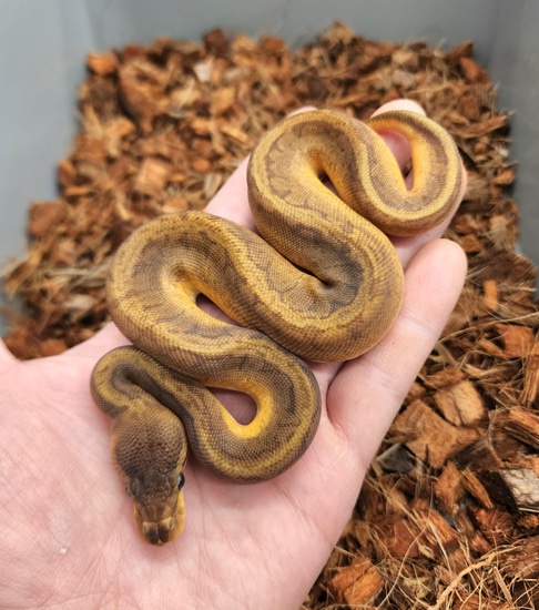 Pinstripe Sunset Ball Python by Bobs Balls