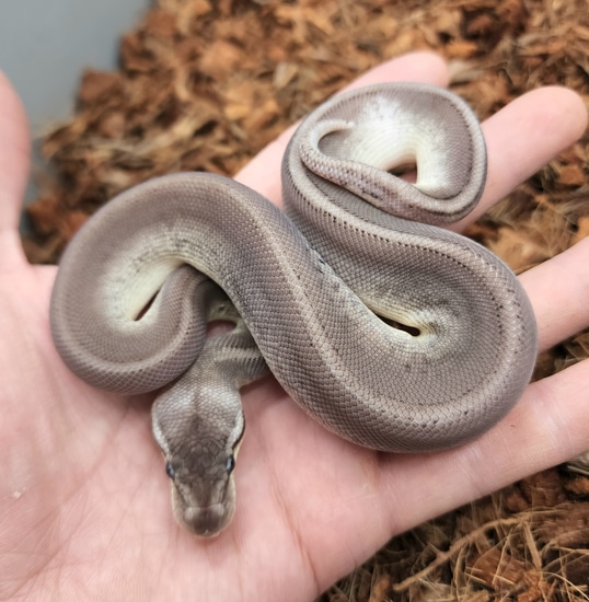 Leopard Pewter Mahogany Het Clown Ball Python by Bobs Balls