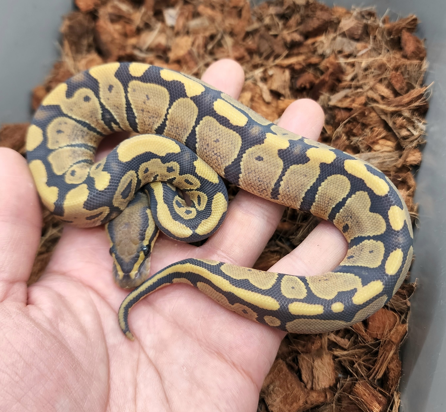 Hypo Het Dg Ball Python by Bobs Balls - MorphMarket