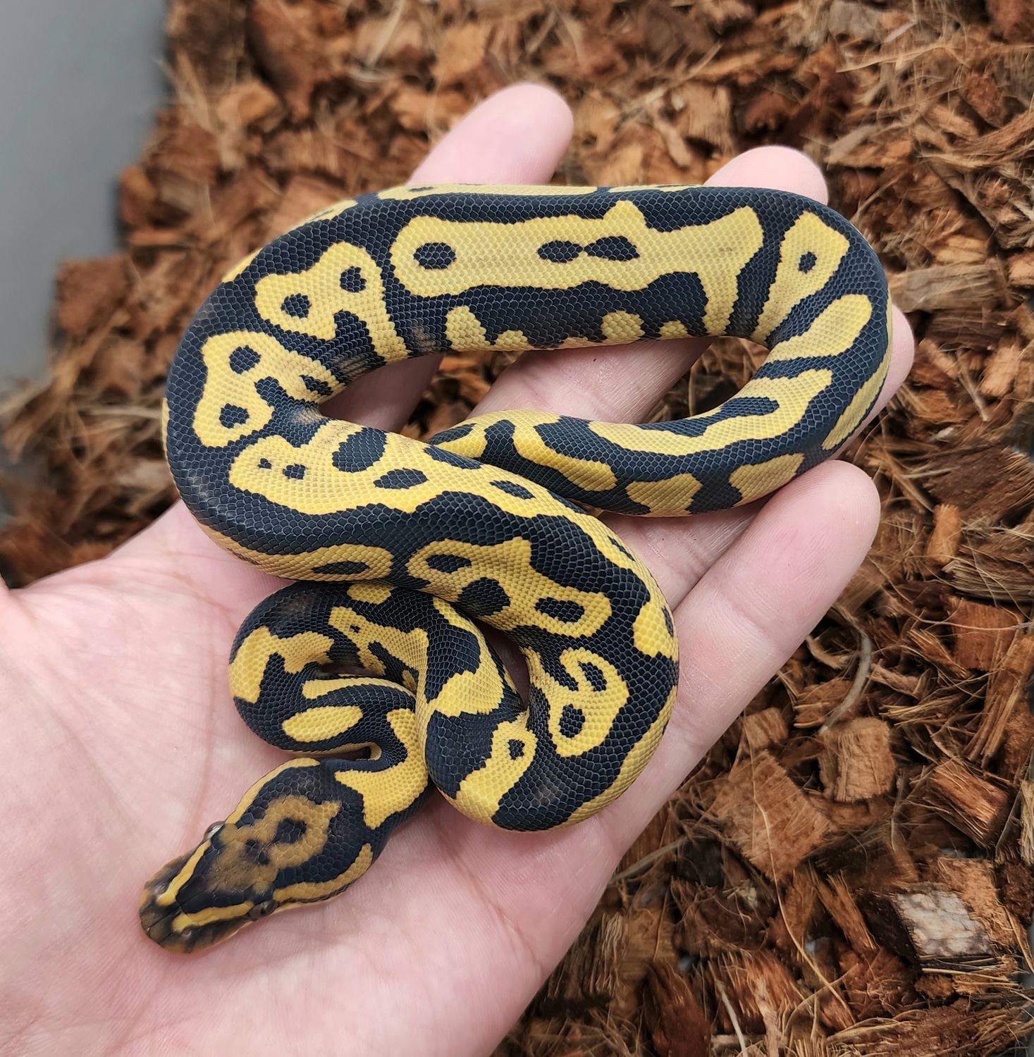 Leopard Yb Dg Het Cryptic Ball Python by Bobs Balls - MorphMarket