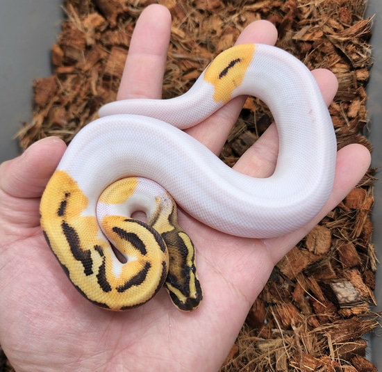 Od Fire Pied Ball Python by Bobs Balls