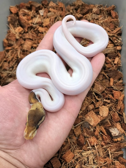 Cinny Pied Ball Python by Bobs Balls