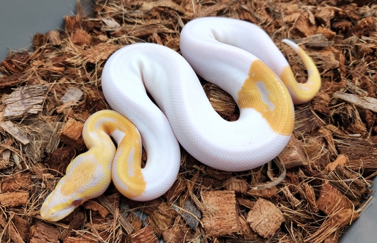 Candy Pied Ball Python by Bobs Balls