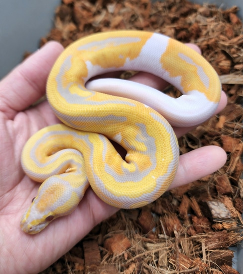 Candy Pied Ball Python by Bobs Balls
