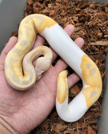 Candino Pied Ball Python by Bobs Balls