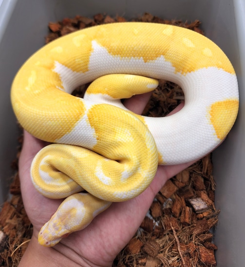 Albino Pied Ball Python by Bobs Balls