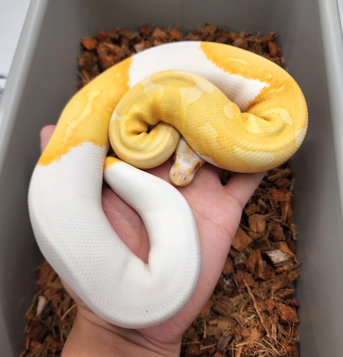 Albino Pied Ball Python by Bobs Balls - MorphMarket