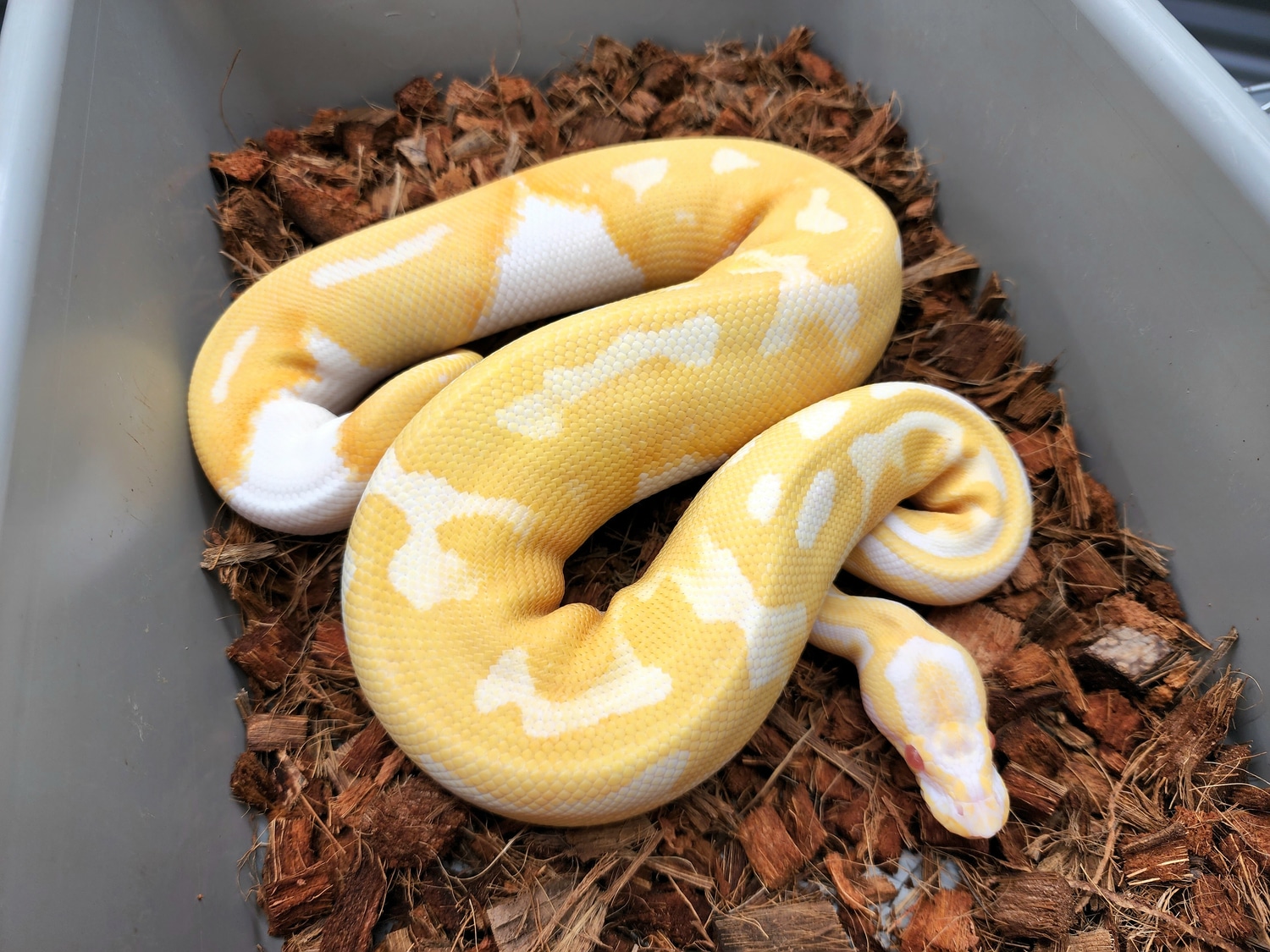 Albino Pied Ball Python by Bobs Balls - MorphMarket