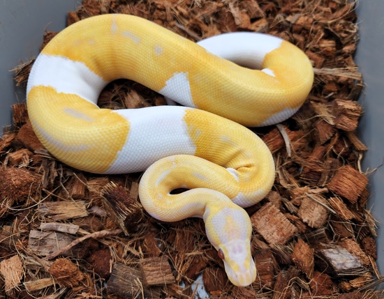 Candino Pied Ball Python by Bobs Balls