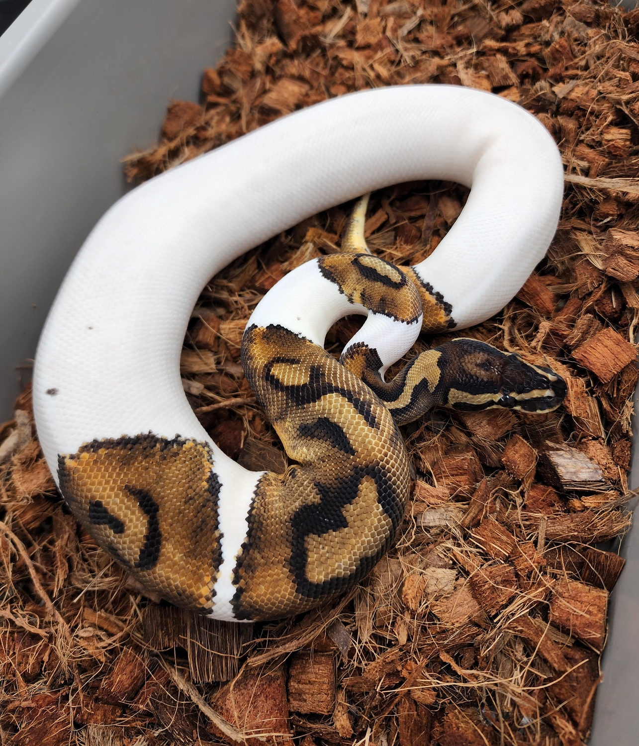 Pied Ball Python by Bobs Balls - MorphMarket