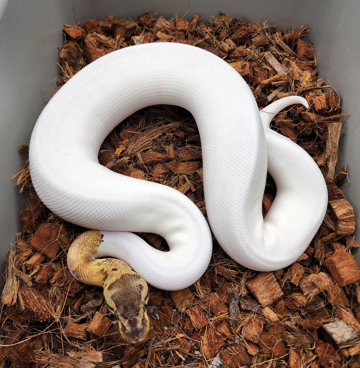 Pastel Pin Pied Ball Python by Bobs Balls - MorphMarket