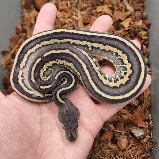 Od Black Pastel Mojo Leopard Het Pied Ball Python by Bobs Balls