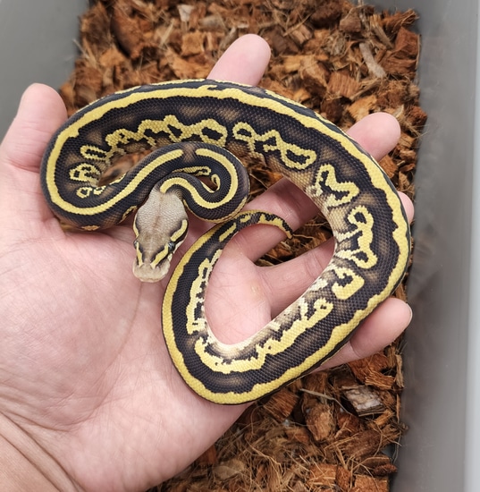 Pastel Mojave Leopard Het Pied Ball Python by Bobs Balls