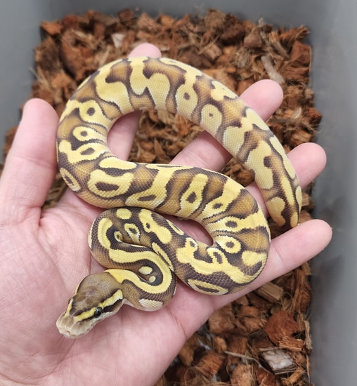 Pastel Enchi Mojave Fire Het Pied Ball Python by Bobs Balls
