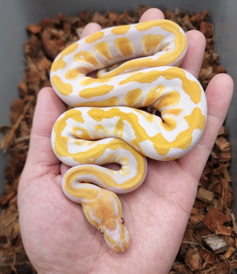 Cypress Lavender Albino Ball Python by Bobs Balls - MorphMarket