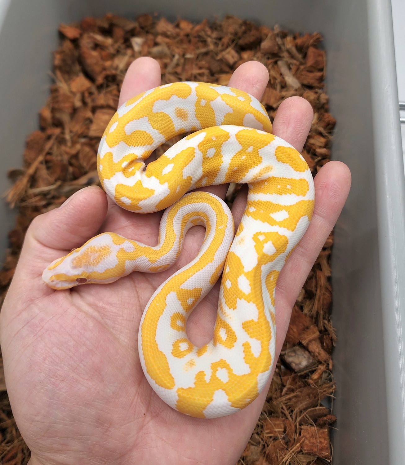 Confusion Lavender Albino Ball Python by Bobs Balls - MorphMarket