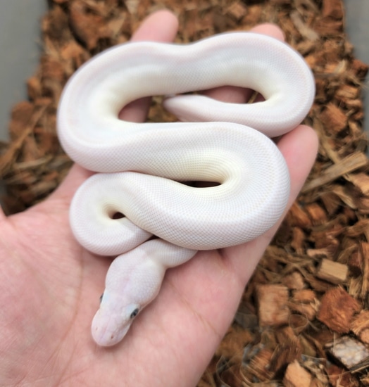 Mojave Russo Ball Python by Bobs Balls