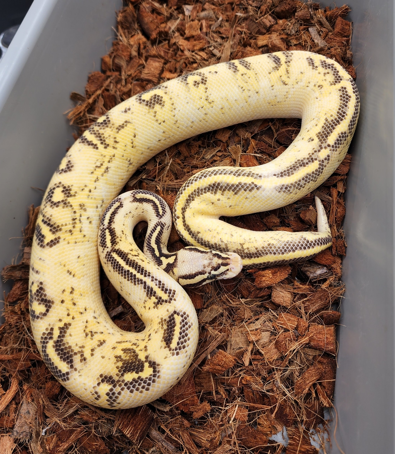 Pastel Freeway Ball Python by Bobs Balls - MorphMarket