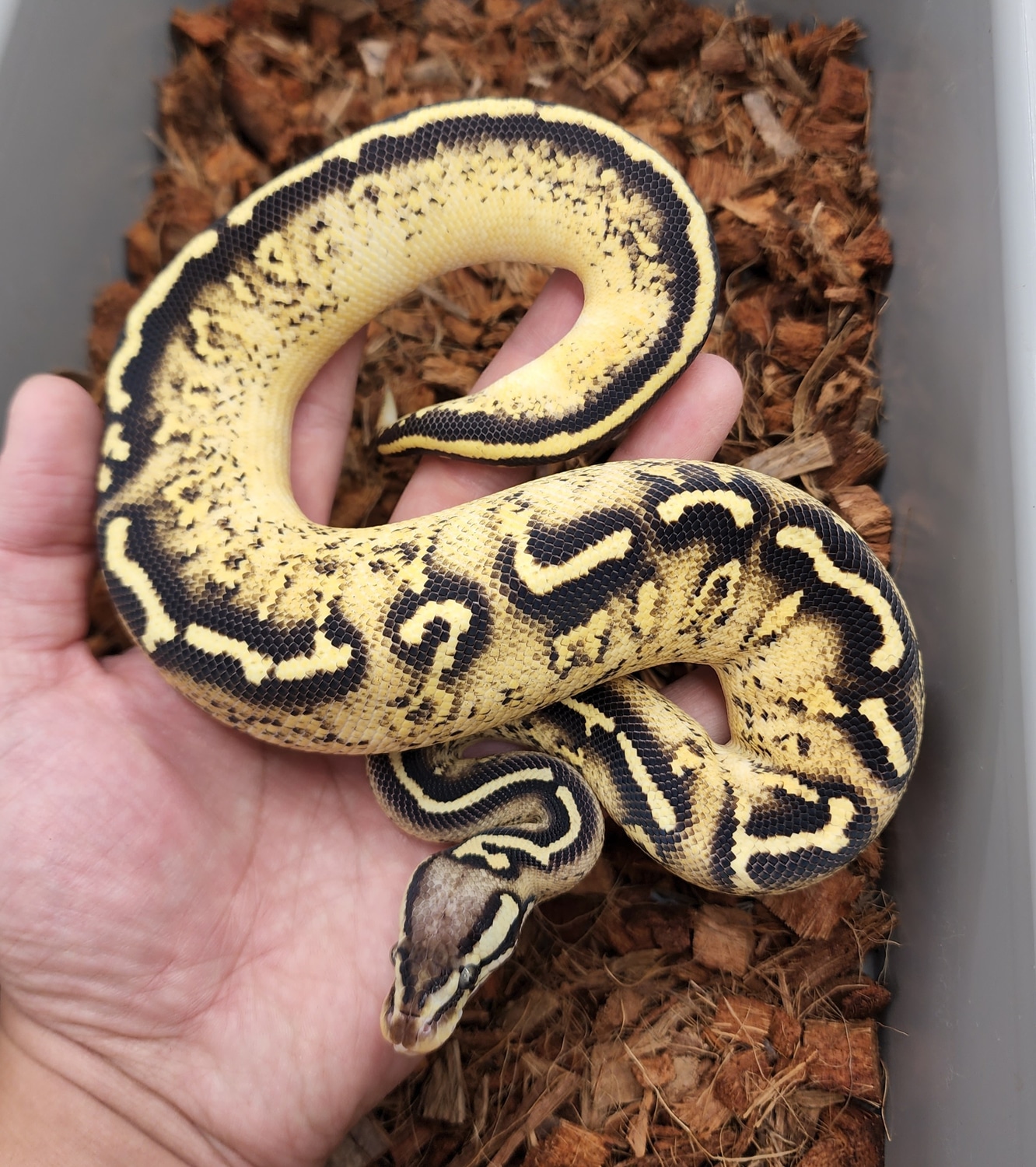 Pastel Super Gravel Ball Python by Bobs Balls - MorphMarket