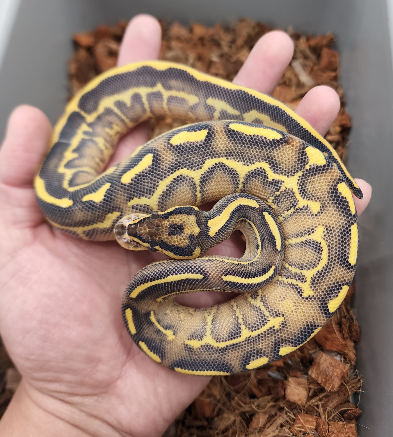 Leopard Phantom Highway Ball Python by Bobs Balls - MorphMarket