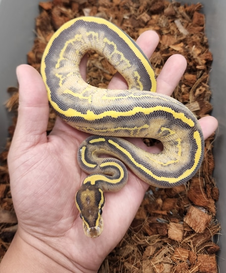 Phantom Highway Ball Python by Bobs Balls