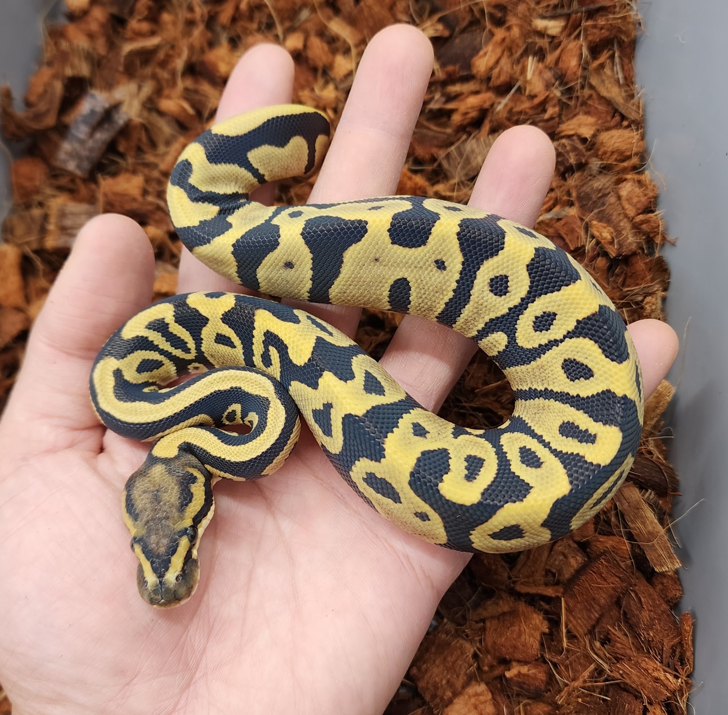 Leopard Dg 66% Ph Hypo Ball Python by Bobs Balls - MorphMarket