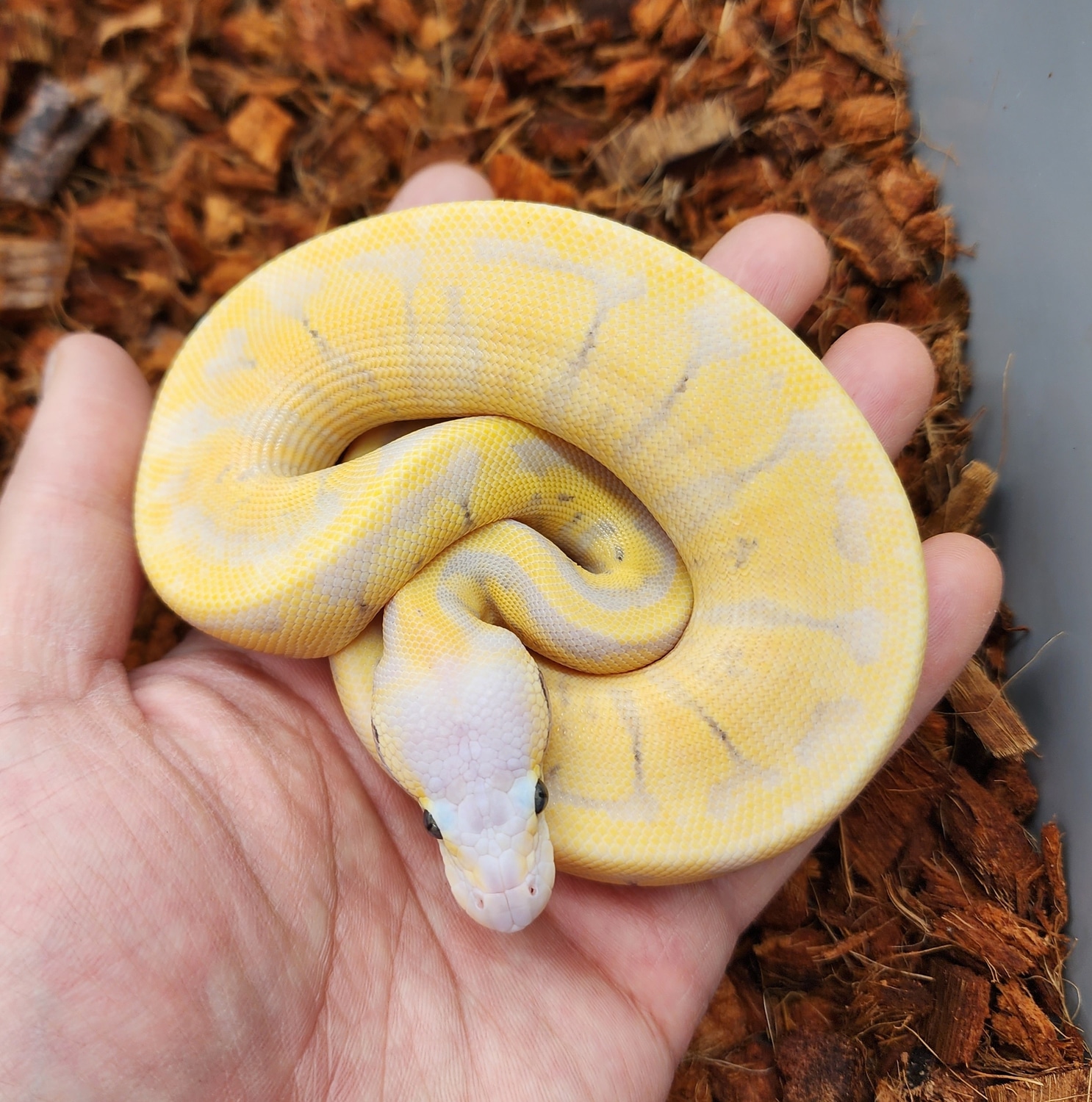 Super Pastel Yb Pin Dg Ball Python by Bobs Balls - MorphMarket