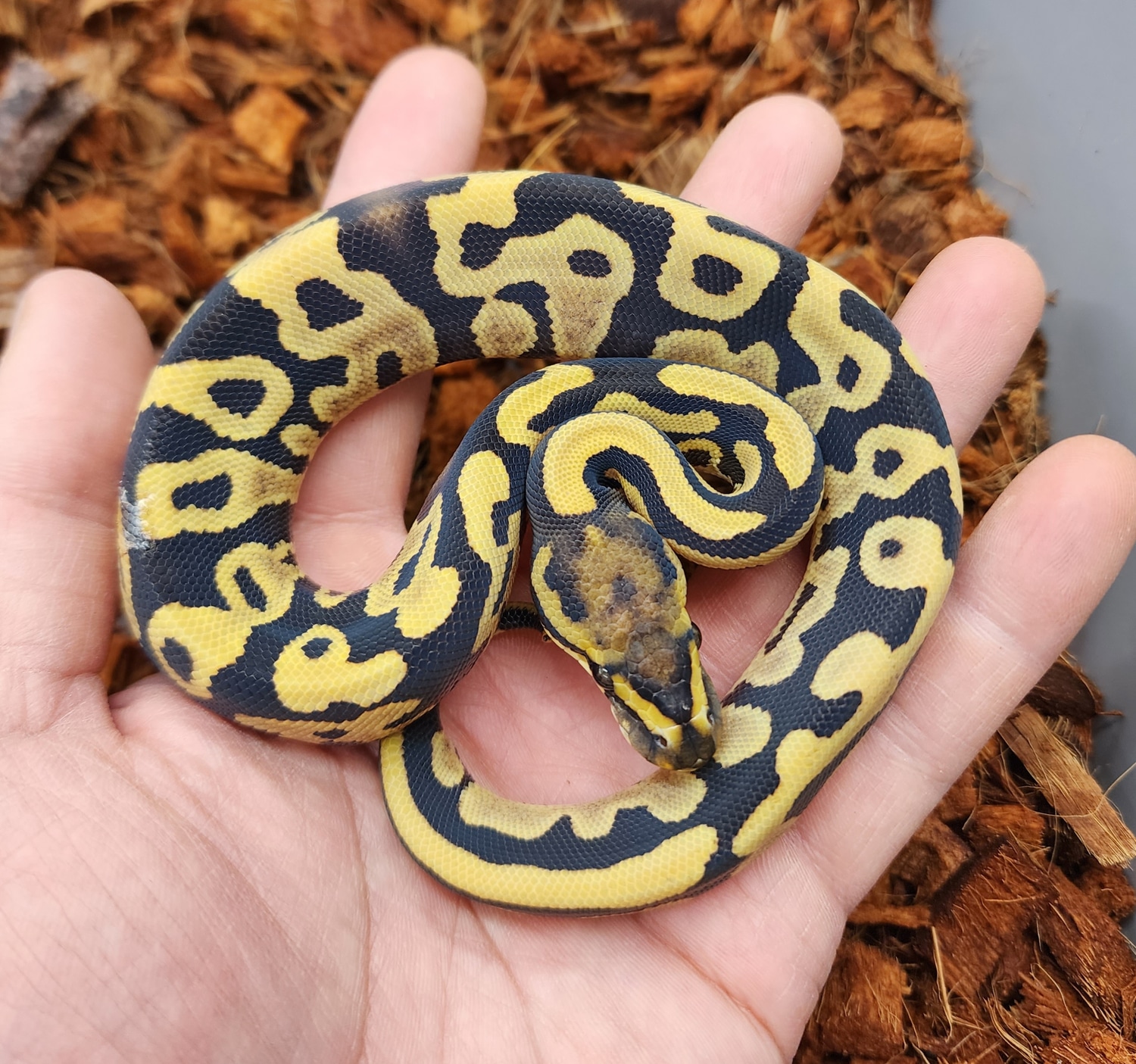 Leopard Dg 66% Ph Hypo Ball Python by Bobs Balls - MorphMarket