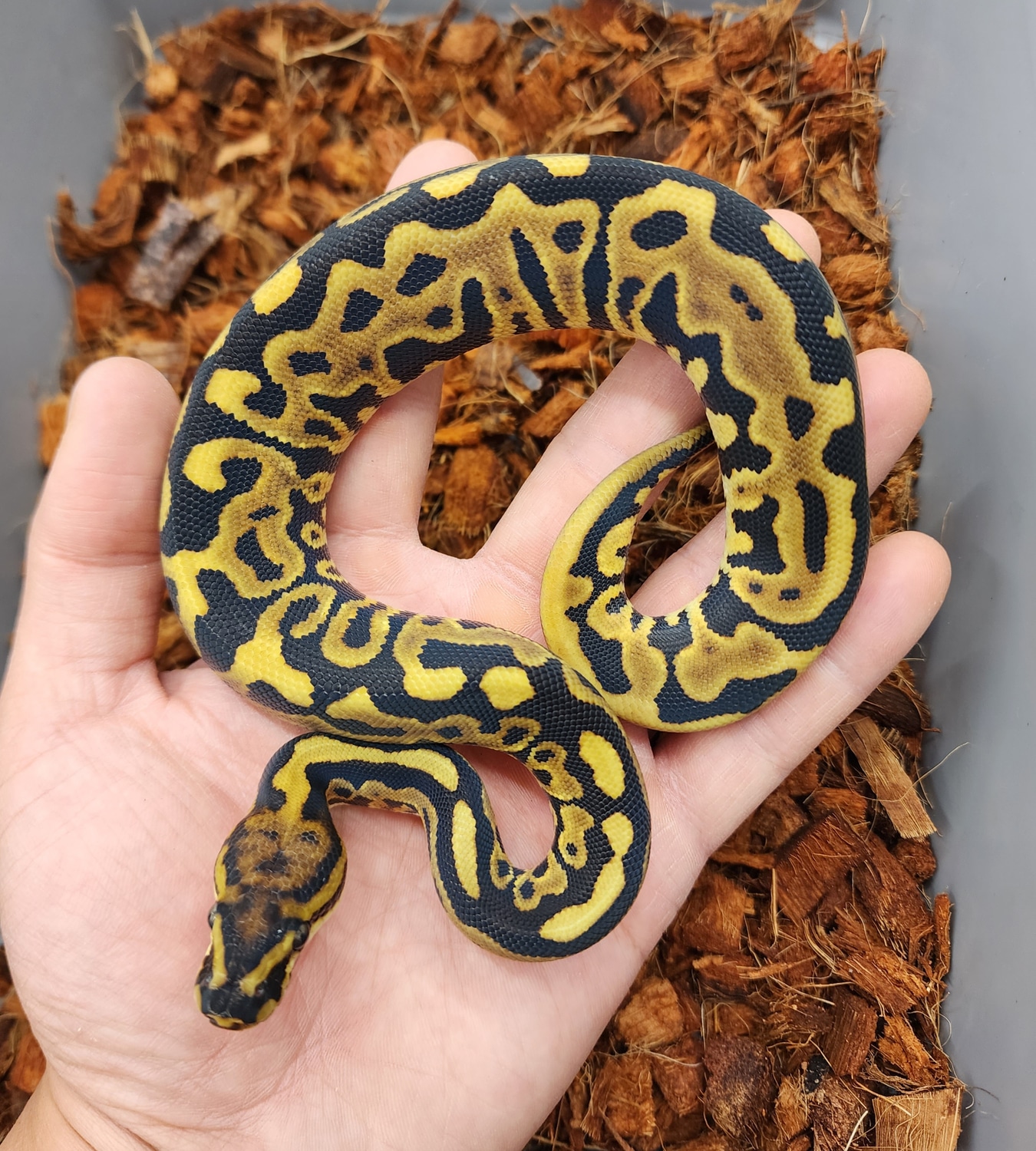 Leopard Spotnose Het Dg 66% Ph Hypo Ball Python by Bobs Balls - MorphMarket