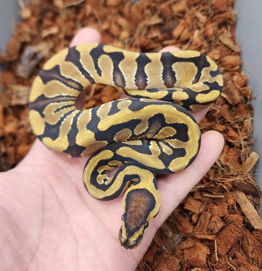 Enchi Crypton Het Dg Ball Python by Bobs Balls