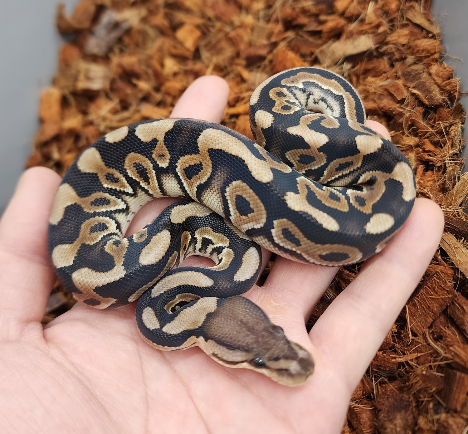 Cinny Yb Crypton Het Dg Ball Python by Bobs Balls - MorphMarket