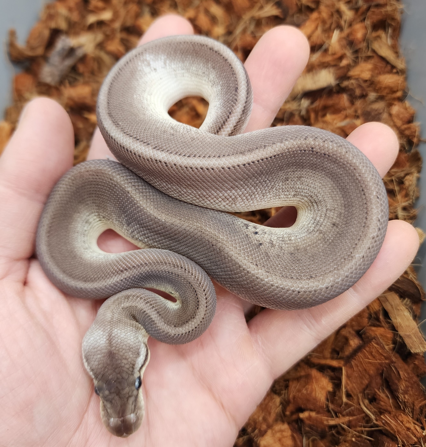 Pewter Leopard Mahogany Het Clown Ball Python by Bobs Balls - MorphMarket