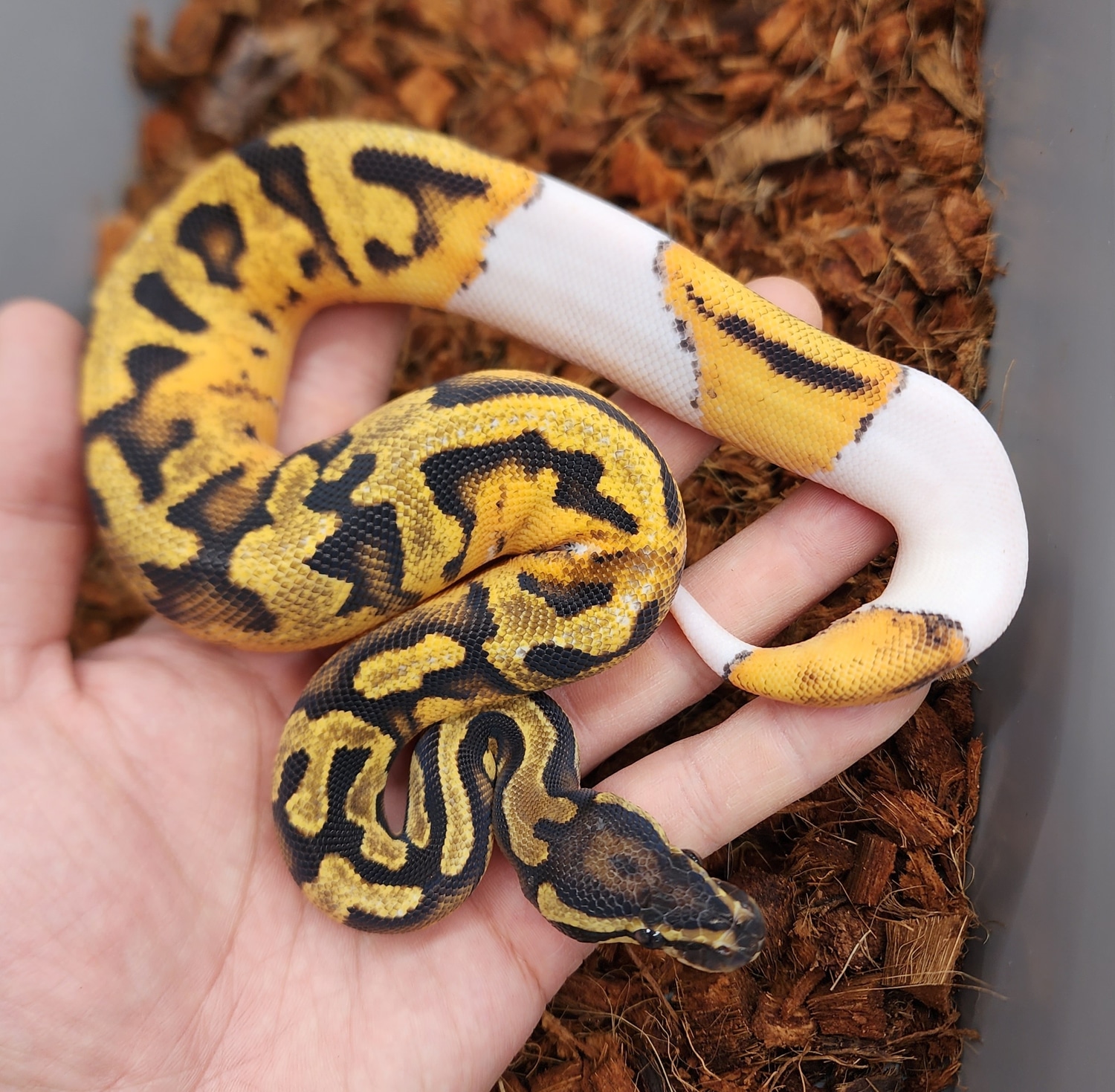 Od Enchi Pied 66% Ph Clown Ball Python by Bobs Balls - MorphMarket