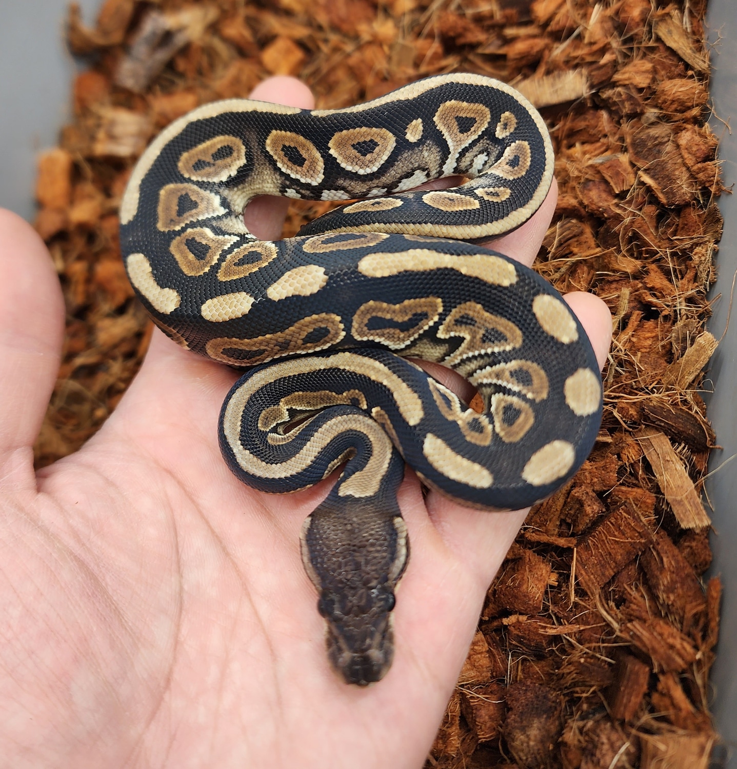 Cinny Yb Dh Dg Cryptic Ball Python by Bobs Balls - MorphMarket